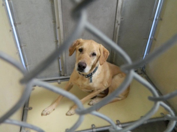 Don't Forget Us: Mutt Monday