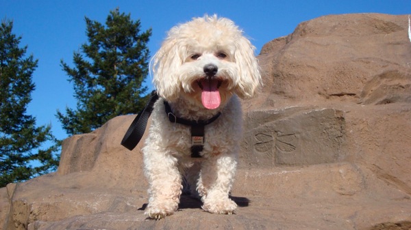 Pet Rock: Wordless Wednesday Blog Hop