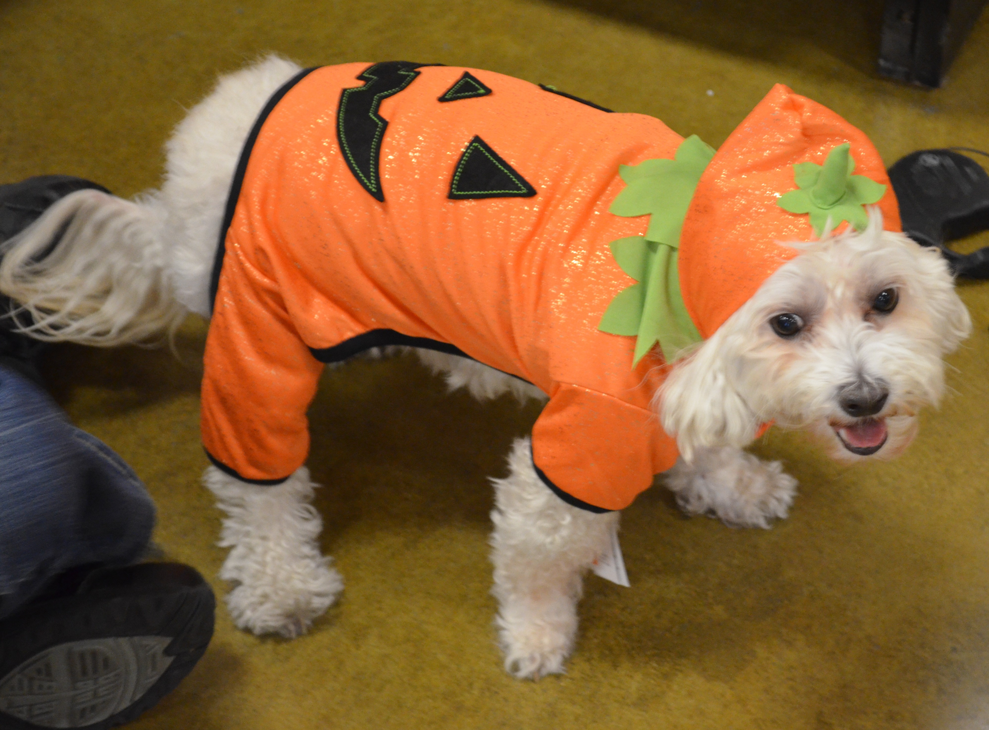 Thanksgiving Pumpkin Pup: Photo Friday