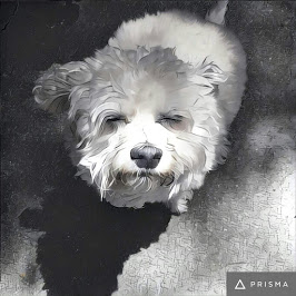 Grumpy Dog Wake up Face